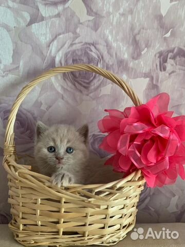 Британские котята