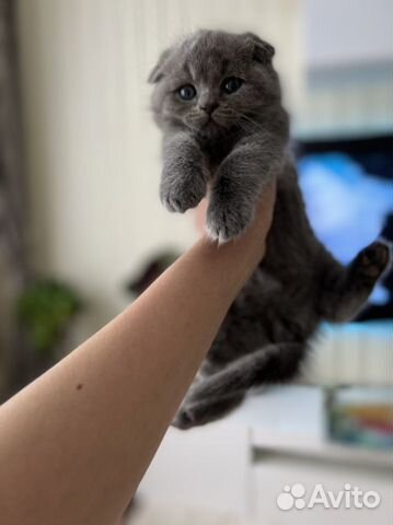 Шотландская