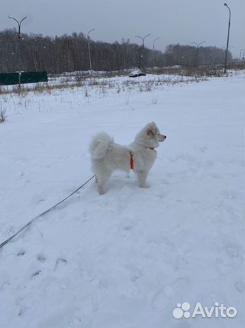 Отдам самоеда в добрые руки