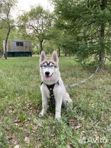 Сибирский хаски