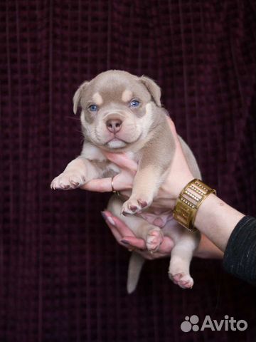 Американский булли