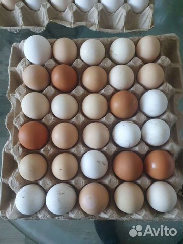 Инкубационное яйцо утка