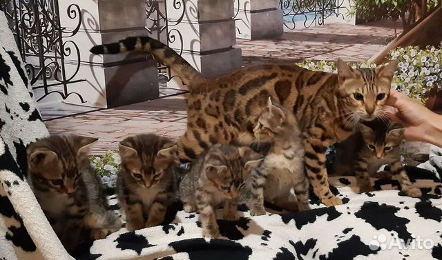 Котята бенгальские полукровки