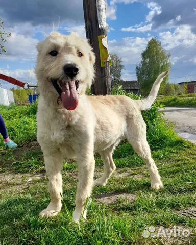 Собака в добрые руки, Ирландский пшеничный терьер