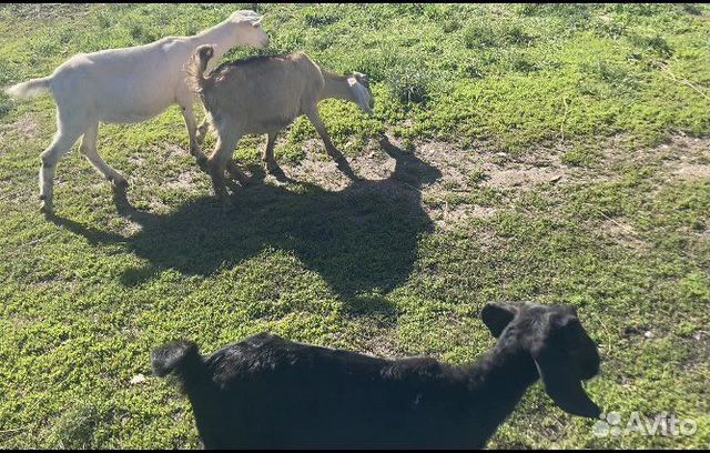 Козочки заано нубийки