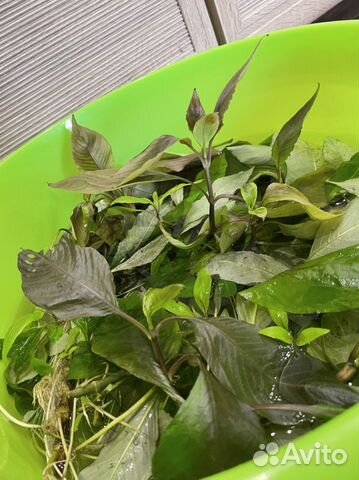 Аквариумные растения. Лимонник