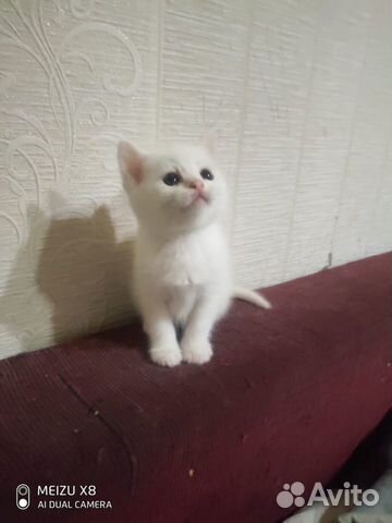Белые котятки (1,5 мес.)