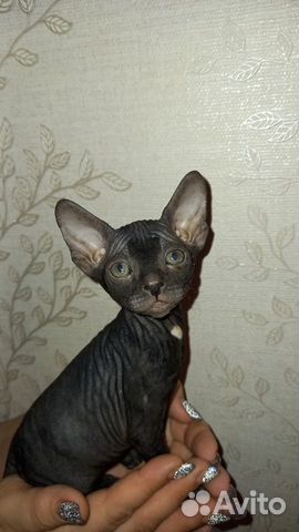 Котята донского сфинкса