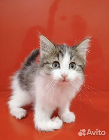 SOS чудесный котенок инвалидик ищет дом