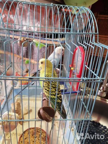 Продам 2х попугаев. Мальчик и девочка