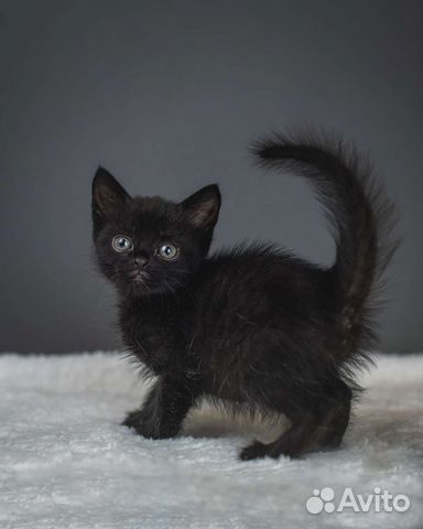 Котенок девочка