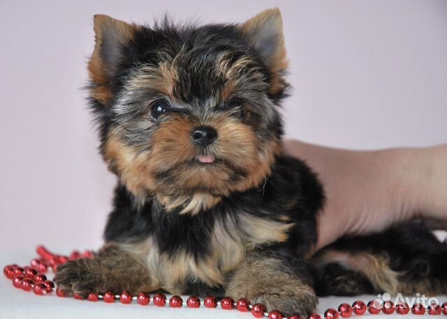 Йоркширский терьер мини щенки- Мой очаровашка