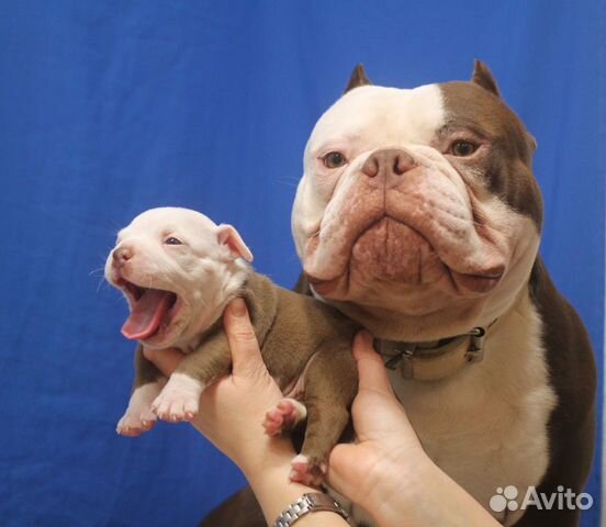 Американский булли микро