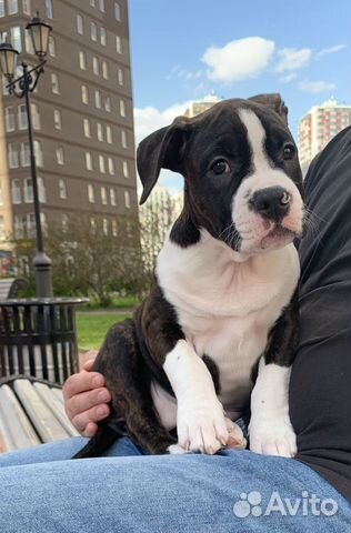 Стаффордширский терьер