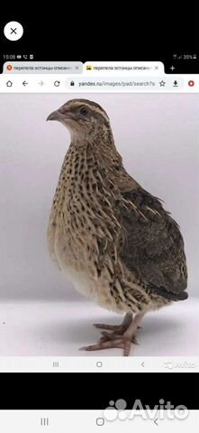 Молодые самцы Эстонцев