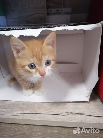 Котенок-девочка Джесси 1,5 мес