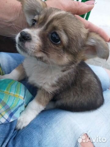 Щенки чихуахуа не чистокровки