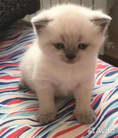 Британская кошка