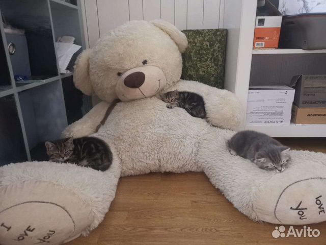 Шотландские котята в дар