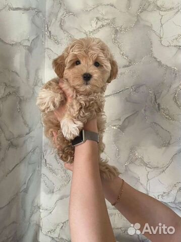 Мальтипу Ф1 кудрявый Мальчик супер карамель