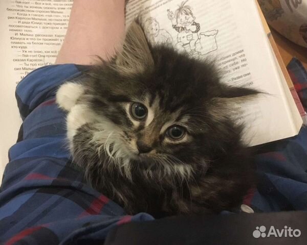 Комок шерсти и радости