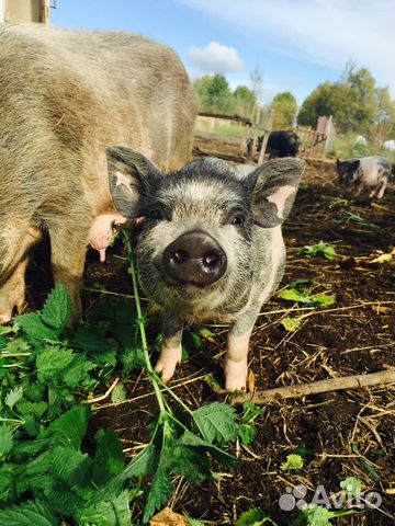 Поросята, Кармал, вьетнамские вислобрюхие