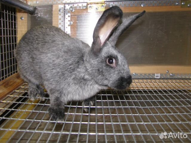 Кролики породы Серебристый