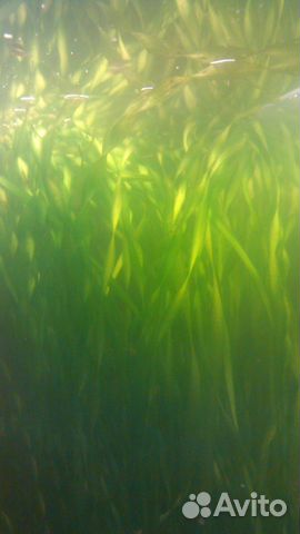 Валлиснерия (Vallisnria) вьющаяся