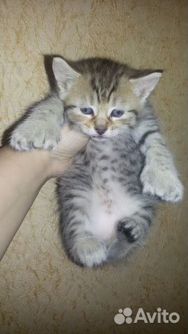 Пиксибоб котята ласковые рыси