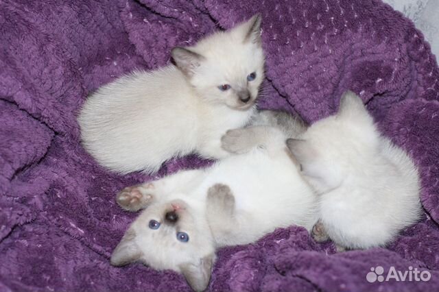 Сиамские (тайские) котята