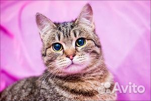 Красивая сибирячка