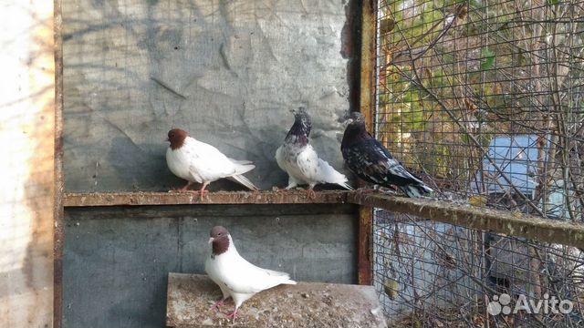 Голуби иранцы, пакистанцы, павлины, узбеки