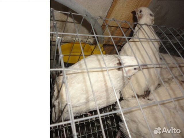 Инкубационное яйцо техасцев