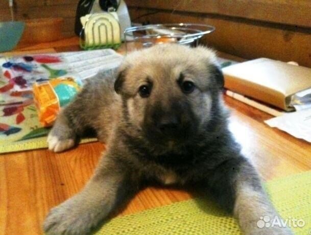 Щенки - "медвежатки" в добрые руки