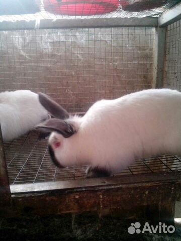 Кролики калифорнийцы