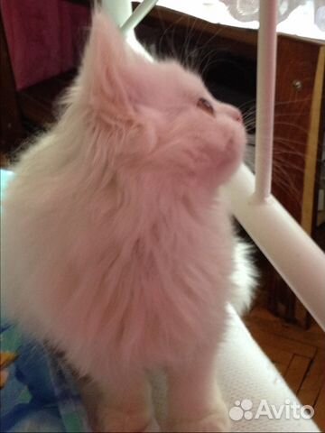 Белоснежные котята