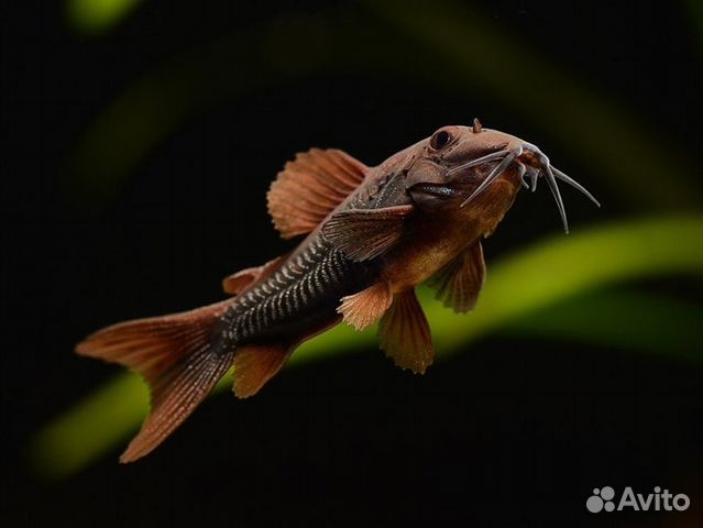 Аквариумная рыбка - коридорас венесуэла блэк