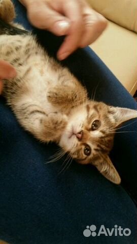 Котенок 3 мес, мальчик