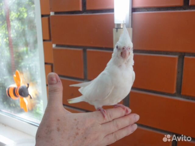 Попугай корелла птенцы питомник Медвежьи озера