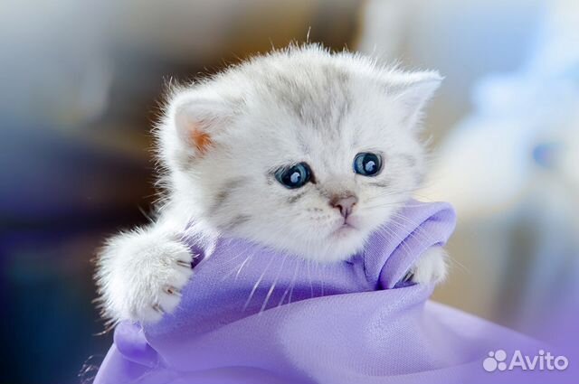 Британская кошечка шиншилла Герда 1,5 мес