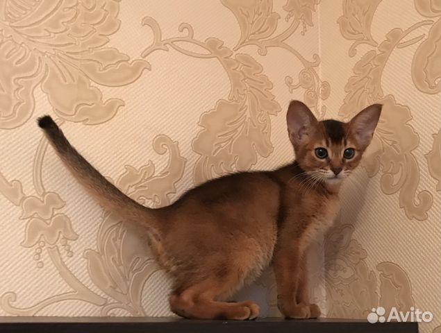 Абиссинский парень Меркул