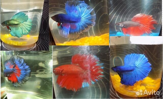 Рыбка петушок халфмун, большой выбор