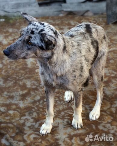 Очень красивая собачка