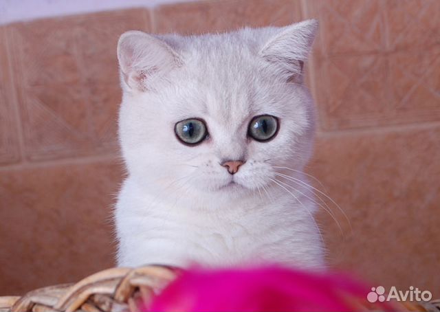Шустрик готов к переезду