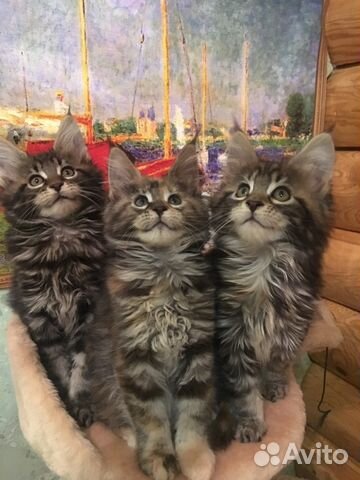 Нильс, Герда, Кай, Алиса Мейн куны для вас