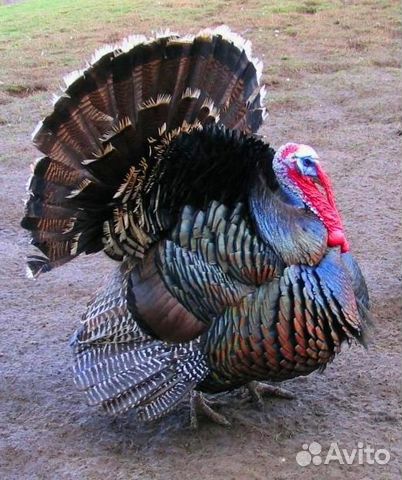 Самцы Бронза 708 (2мес)