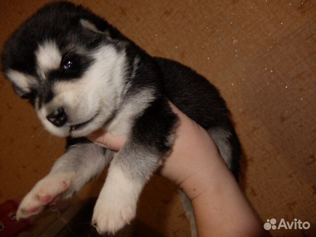 Щенки Аляскинский маламут РКФ