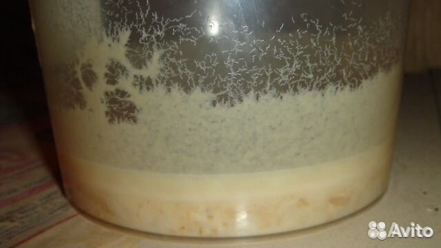 Культура Нематода (уксусная угрица)