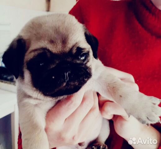 Веселые Мопсики