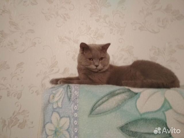 Кот на вязку